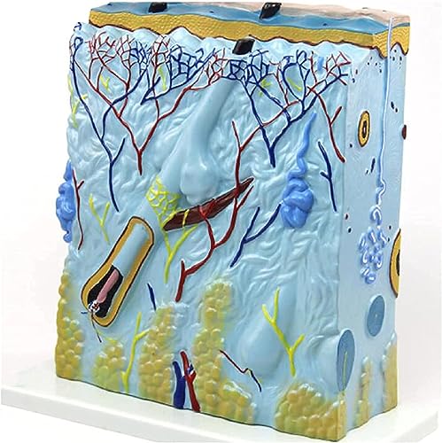 GKPLY Human Skin Anatomical Model, 105 Times Magnified Cross-sectional Model of Human Skin for Communication Between Doctors and Patients in Dermatology