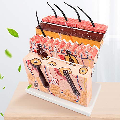 Teaching Model,Skin Anatomy Model, Structural Anatomical Model, Anatomical Skin Enlarged Tissue Structure Model, Used for Scientific Classroom Research and Display Teachi