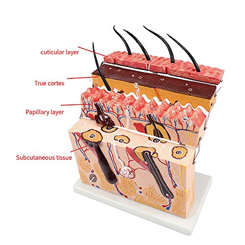 Teaching Model,Skin Anatomy Model, Structural Anatomical Model, Anatomical Skin Enlarged Tissue Structure Model, Used for Scientific Classroom Research and Display Teachi