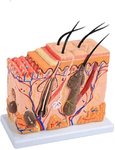 anatomy model, skin structure anatomical model - human skin organ anatomy model - medical anatomical skin tissue model - for study display teaching medical model for medical demonstration