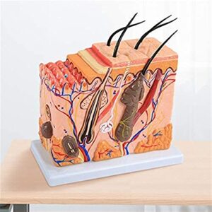 Anatomy Model, Skin Structure Anatomical Model - Human Skin Organ Anatomy Model - Medical Anatomical Skin Tissue Model - for Study Display Teaching Medical Model for Medical Demonstration