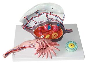 deaver medical models, uterine anatomy model ovarian enlargement model skin and genitourinary system anatomical medical training aid