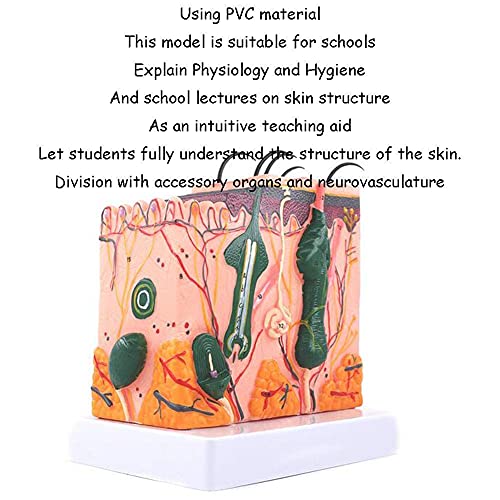 Anatomy Model Human Skin Tissue Structure Enlarged -A Total of 4 Components, Used for Anatomy Research and Medical School Education