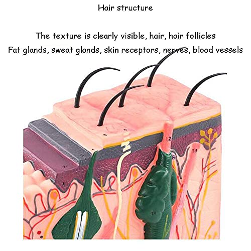 Anatomy Model Human Skin Tissue Structure Enlarged -A Total of 4 Components, Used for Anatomy Research and Medical School Education