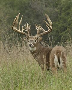 1 pound deer food plot alfalfa and frosty berseem clover seed mix. wildlife elk turkey quail duck all season