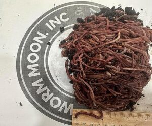 50+ red wigglers composting worms, composting bins