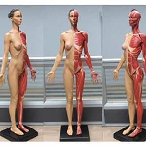 Anatomy Figure Uman Anatomical Muscle Bone and Skin Model Human Muscle Skeleton Anatomical Model PU Material Reference for Artist,A