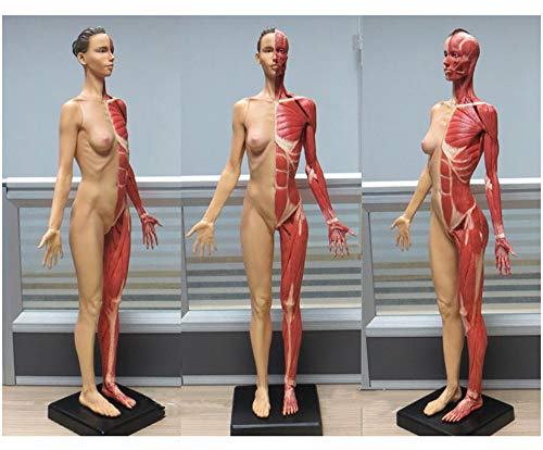 Anatomy Figure Uman Anatomical Muscle Bone and Skin Model Human Muscle Skeleton Anatomical Model PU Material Reference for Artist,A