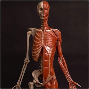 female anatomy figure painting model - medical anatomical human muscle bone and skin model - human skull head body muscle bone sculpture model - for drawing study