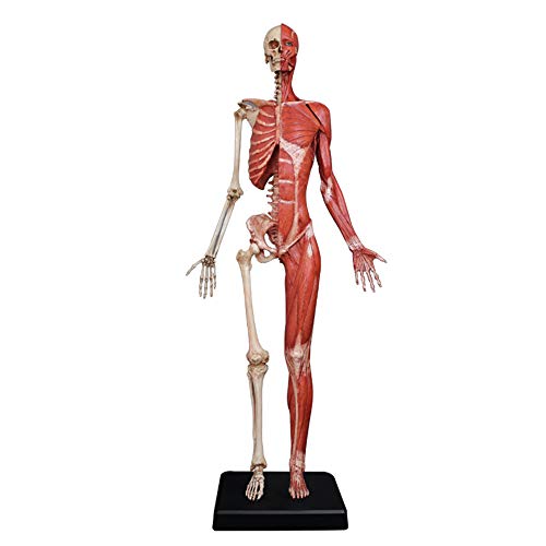 Female Anatomy Figure - Human Muscle Skeleton Anatomical Model Painting Model Human Anatomical Muscle Bone and Skin Model Reference for Artist