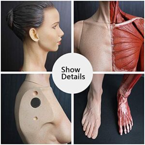 Female Anatomy Figure - Human Muscle Skeleton Anatomical Model Painting Model Human Anatomical Muscle Bone and Skin Model Reference for Artist