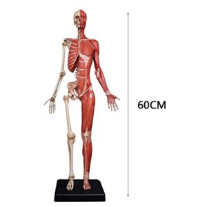 Female Anatomy Figure - Human Muscle Skeleton Anatomical Model Painting Model Human Anatomical Muscle Bone and Skin Model Reference for Artist