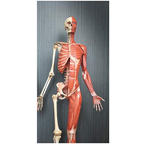 Female Anatomy Figure - Human Muscle Skeleton Anatomical Model Painting Model Human Anatomical Muscle Bone and Skin Model Reference for Artist