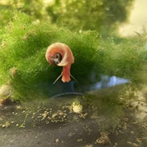 Ramshorn Snails - Pink - Leopard - Gold - Mixed Colors - Live 10+ for Freshwater Ponds/Aquariums - Bred and Raised by Bubbles Up Aquatics, pink, red, blue, gold, brown