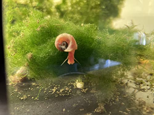 Ramshorn Snails - Pink - Leopard - Gold - Mixed Colors - Live 10+ for Freshwater Ponds/Aquariums - Bred and Raised by Bubbles Up Aquatics, pink, red, blue, gold, brown