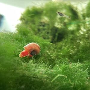 Ramshorn Snails - Pink - Leopard - Gold - Mixed Colors - Live 10+ for Freshwater Ponds/Aquariums - Bred and Raised by Bubbles Up Aquatics, pink, red, blue, gold, brown