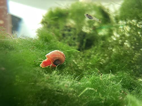 Ramshorn Snails - Pink - Leopard - Gold - Mixed Colors - Live 10+ for Freshwater Ponds/Aquariums - Bred and Raised by Bubbles Up Aquatics, pink, red, blue, gold, brown