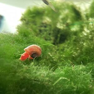 Ramshorn Snails - Pink - Leopard - Gold - Mixed Colors - Live 10+ for Freshwater Ponds/Aquariums - Bred and Raised by Bubbles Up Aquatics, pink, red, blue, gold, brown