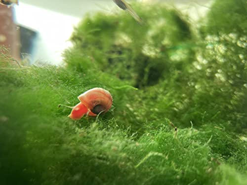 Ramshorn Snails - Pink - Leopard - Gold - Mixed Colors - Live 10+ for Freshwater Ponds/Aquariums - Bred and Raised by Bubbles Up Aquatics, pink, red, blue, gold, brown