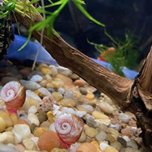 Ramshorn Snails - Pink - Leopard - Gold - Mixed Colors - Live 10+ for Freshwater Ponds/Aquariums - Bred and Raised by Bubbles Up Aquatics, pink, red, blue, gold, brown