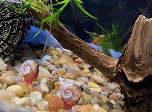 Ramshorn Snails - Pink - Leopard - Gold - Mixed Colors - Live 10+ for Freshwater Ponds/Aquariums - Bred and Raised by Bubbles Up Aquatics, pink, red, blue, gold, brown