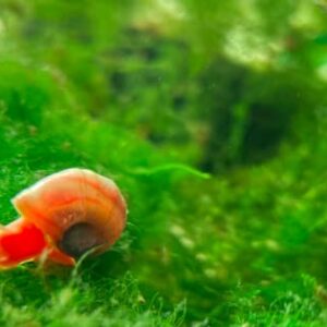 Ramshorn Snails - Pink - Leopard - Gold - Mixed Colors - Live 10+ for Freshwater Ponds/Aquariums - Bred and Raised by Bubbles Up Aquatics, pink, red, blue, gold, brown