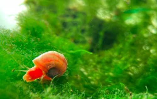 Ramshorn Snails - Pink - Leopard - Gold - Mixed Colors - Live 10+ for Freshwater Ponds/Aquariums - Bred and Raised by Bubbles Up Aquatics, pink, red, blue, gold, brown