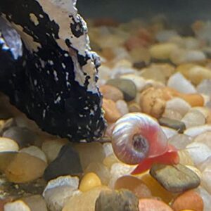 Ramshorn Snails - Pink - Leopard - Gold - Mixed Colors - Live 10+ for Freshwater Ponds/Aquariums - Bred and Raised by Bubbles Up Aquatics, pink, red, blue, gold, brown