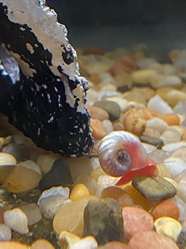 Ramshorn Snails - Pink - Leopard - Gold - Mixed Colors - Live 10+ for Freshwater Ponds/Aquariums - Bred and Raised by Bubbles Up Aquatics, pink, red, blue, gold, brown