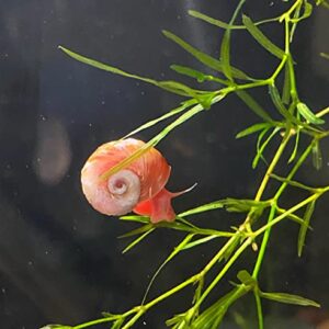 Ramshorn Snails - Pink - Leopard - Gold - Mixed Colors - Live 10+ for Freshwater Ponds/Aquariums - Bred and Raised by Bubbles Up Aquatics, pink, red, blue, gold, brown