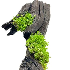 mainam dwarf baby tears on driftwood hemianthus callitrichoides freshwater live aquarium plant decorations 3 days guarantee