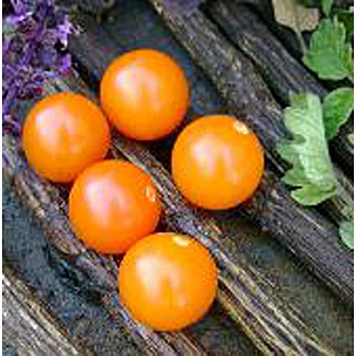 Sungold Select Tomato Seeds (20+ Seeds) | Non GMO | Vegetable Fruit Herb Flower Seeds for Planting | Home Garden Greenhouse Pack