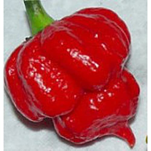 Trinidad Scorpion Hot Peppers (Red) Seeds (20+ Seeds) | Non GMO | Vegetable Fruit Herb Flower Seeds for Planting | Home Garden Greenhouse Pack