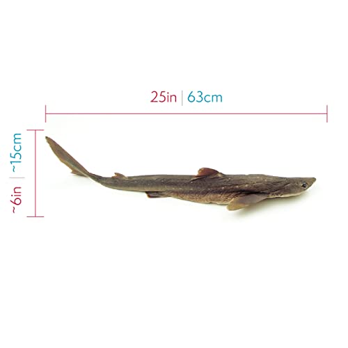 Anatomy Lab Shark Specimen for Dissection, for Biology Classrooms, Plain Injection 22-27 Inches, Vacuum Pack of 10