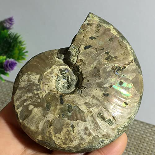 Rainbow Iridescent Ammonite Shell Specimen Madagascar 197g P211