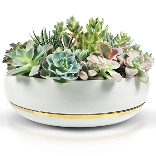 Large Succulent Planter with Drainage Tray - 10 Inch White Bowl with Metallic Gold - Modern Bonsai, Cactus, & Succulent Pot with Saucer - No Plants Included