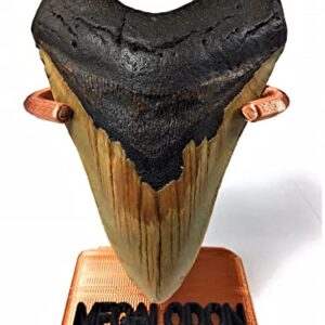 Exact Tooth as Shown in Image - Genuine One-of-a-Kind Prehistoric Fossilized Megalodon Shark Tooth with a Custom 3D-Printed Tooth Stand and a Glossy 8-1/2" x 11" Certificate of Authenticity (4.960")