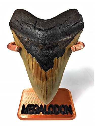 Exact Tooth as Shown in Image - Genuine One-of-a-Kind Prehistoric Fossilized Megalodon Shark Tooth with a Custom 3D-Printed Tooth Stand and a Glossy 8-1/2" x 11" Certificate of Authenticity (4.960")