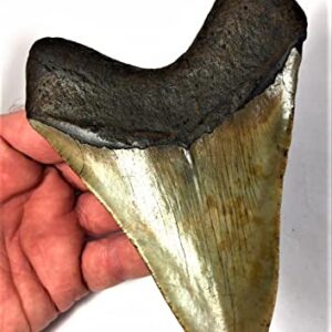 Exact Tooth as Shown in Image - Genuine One-of-a-Kind Prehistoric Fossilized Megalodon Shark Tooth with a Custom 3D-Printed Tooth Stand and a Glossy 8-1/2" x 11" Certificate of Authenticity (4.960")