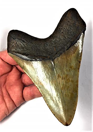 Exact Tooth as Shown in Image - Genuine One-of-a-Kind Prehistoric Fossilized Megalodon Shark Tooth with a Custom 3D-Printed Tooth Stand and a Glossy 8-1/2" x 11" Certificate of Authenticity (4.960")