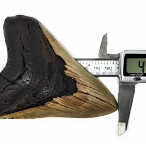 Exact Tooth as Shown in Image - Genuine One-of-a-Kind Prehistoric Fossilized Megalodon Shark Tooth with a Custom 3D-Printed Tooth Stand and a Glossy 8-1/2" x 11" Certificate of Authenticity (4.960")