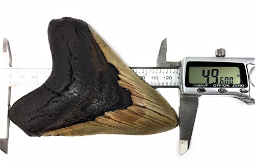 Exact Tooth as Shown in Image - Genuine One-of-a-Kind Prehistoric Fossilized Megalodon Shark Tooth with a Custom 3D-Printed Tooth Stand and a Glossy 8-1/2" x 11" Certificate of Authenticity (4.960")