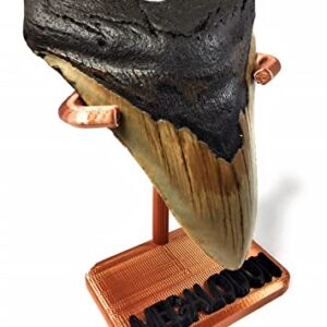 Exact Tooth as Shown in Image - Genuine One-of-a-Kind Prehistoric Fossilized Megalodon Shark Tooth with a Custom 3D-Printed Tooth Stand and a Glossy 8-1/2" x 11" Certificate of Authenticity (4.960")