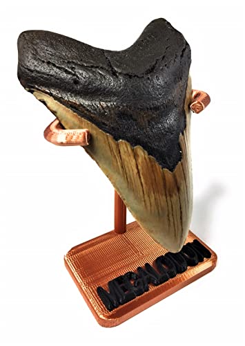 Exact Tooth as Shown in Image - Genuine One-of-a-Kind Prehistoric Fossilized Megalodon Shark Tooth with a Custom 3D-Printed Tooth Stand and a Glossy 8-1/2" x 11" Certificate of Authenticity (4.960")