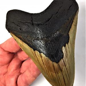 Exact Tooth as Shown in Image - Genuine One-of-a-Kind Prehistoric Fossilized Megalodon Shark Tooth with a Custom 3D-Printed Tooth Stand and a Glossy 8-1/2" x 11" Certificate of Authenticity (4.960")