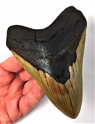 Exact Tooth as Shown in Image - Genuine One-of-a-Kind Prehistoric Fossilized Megalodon Shark Tooth with a Custom 3D-Printed Tooth Stand and a Glossy 8-1/2" x 11" Certificate of Authenticity (4.960")