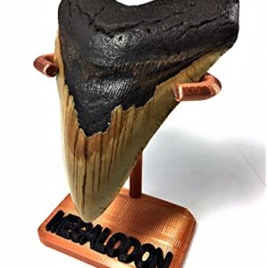 Exact Tooth as Shown in Image - Genuine One-of-a-Kind Prehistoric Fossilized Megalodon Shark Tooth with a Custom 3D-Printed Tooth Stand and a Glossy 8-1/2" x 11" Certificate of Authenticity (4.960")