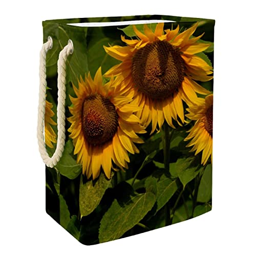 Inhomer Sunflower Three Flower Plant Supplies Yellow Large Laundry Hamper Waterproof Collapsible Clothes Hamper Basket for Clothing Toy Organizer, Home Decor for Bedroom Bathroom