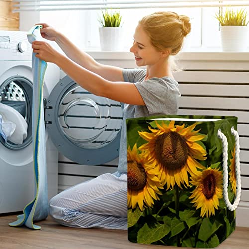 Inhomer Sunflower Three Flower Plant Supplies Yellow Large Laundry Hamper Waterproof Collapsible Clothes Hamper Basket for Clothing Toy Organizer, Home Decor for Bedroom Bathroom