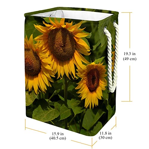 Inhomer Sunflower Three Flower Plant Supplies Yellow Large Laundry Hamper Waterproof Collapsible Clothes Hamper Basket for Clothing Toy Organizer, Home Decor for Bedroom Bathroom